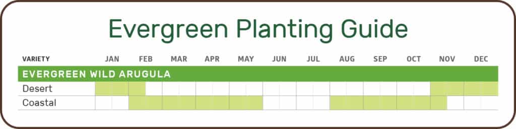 Wild Arugula: Evergreen - Pinnacle Seed