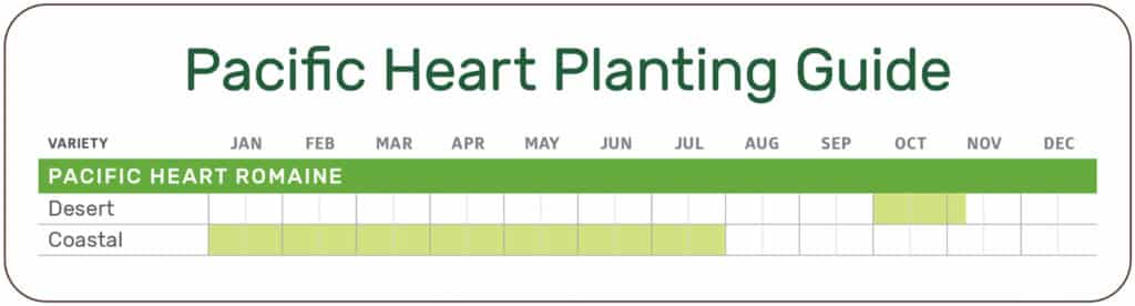 Pacific Heart - Pinnacle Seed