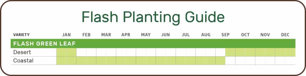 Flash - Pinnacle Seed