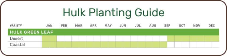 Hulk - Pinnacle Seed