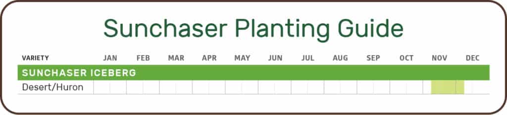 Sunchaser - Pinnacle Seed